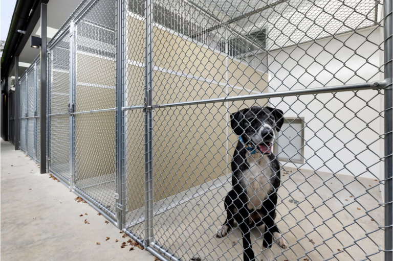 Save-A-Dog Scheme Animal Shelter Master Plan & Redevelopment ...